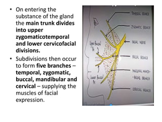 ANATOMY AND PHYSIOLOGY OF SALIVARY GLANDS.pptx