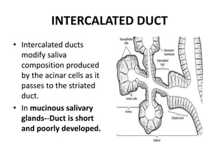 ANATOMY AND PHYSIOLOGY OF SALIVARY GLANDS.pptx