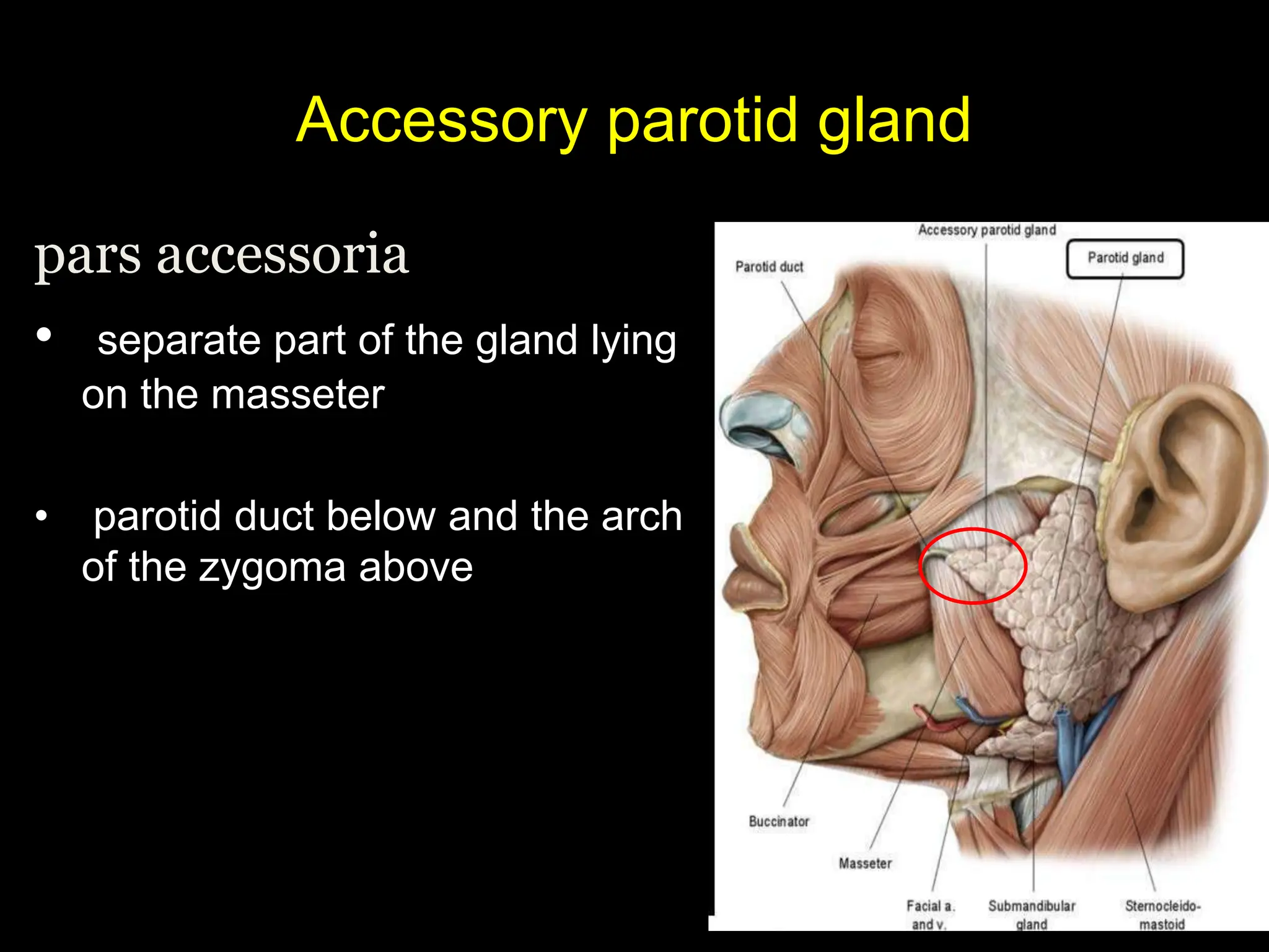 ANATOMY AND PHYSIOLOGY OF SALIVARY GLANDS 12.05.pptx