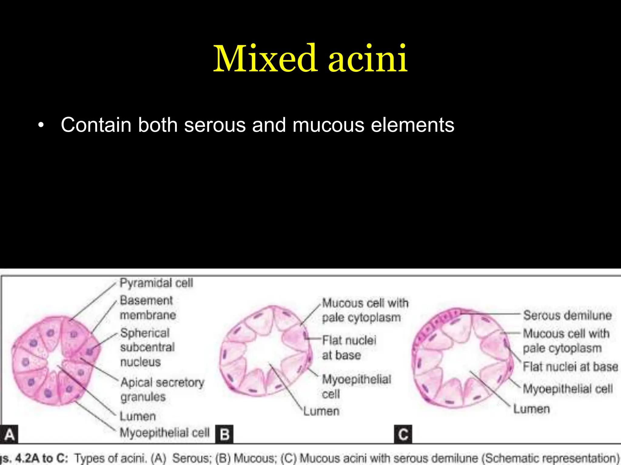 ANATOMY AND PHYSIOLOGY OF SALIVARY GLANDS 12.05.pptx