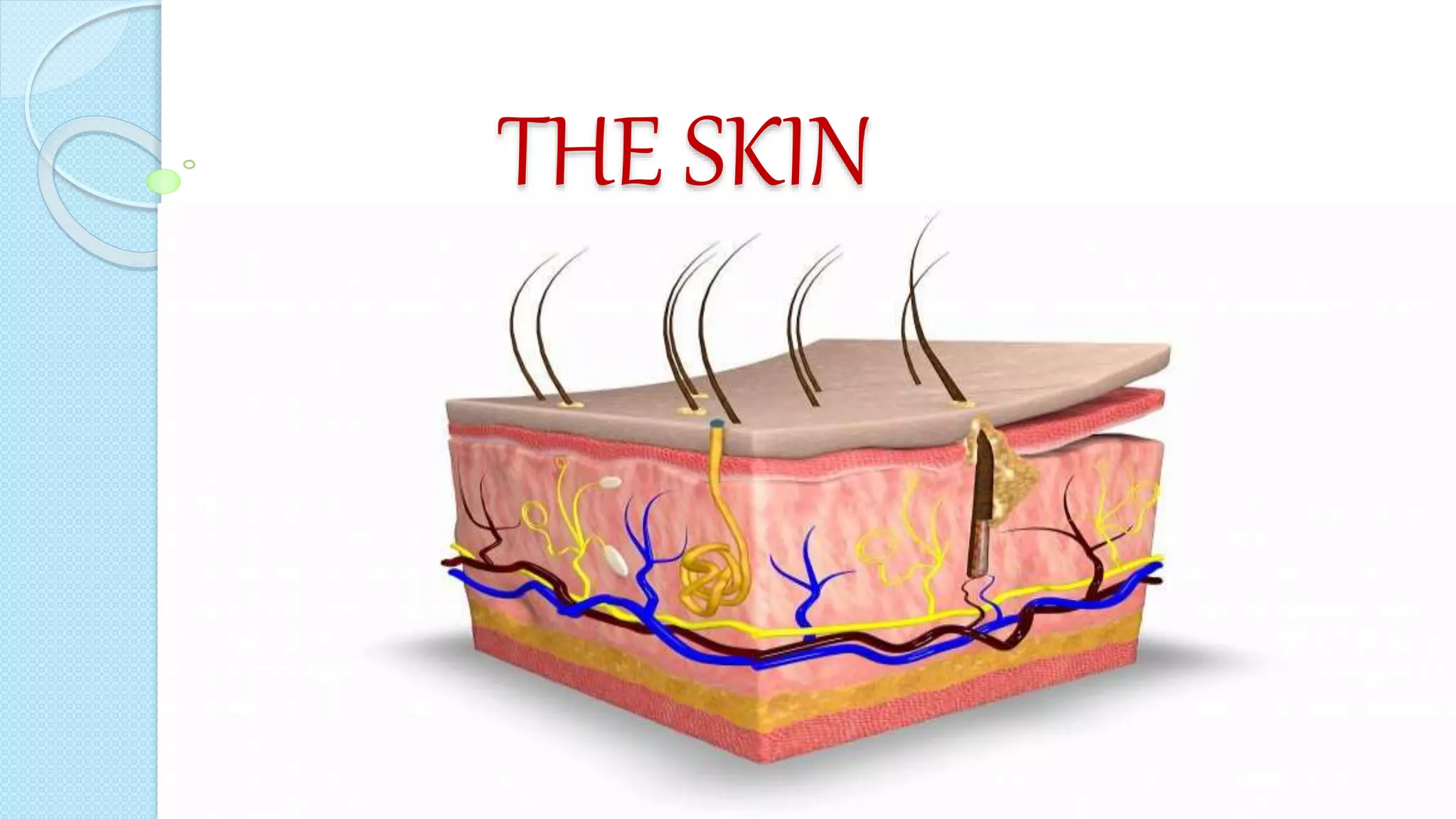 Anatomy and physiologyof skin | PPTX