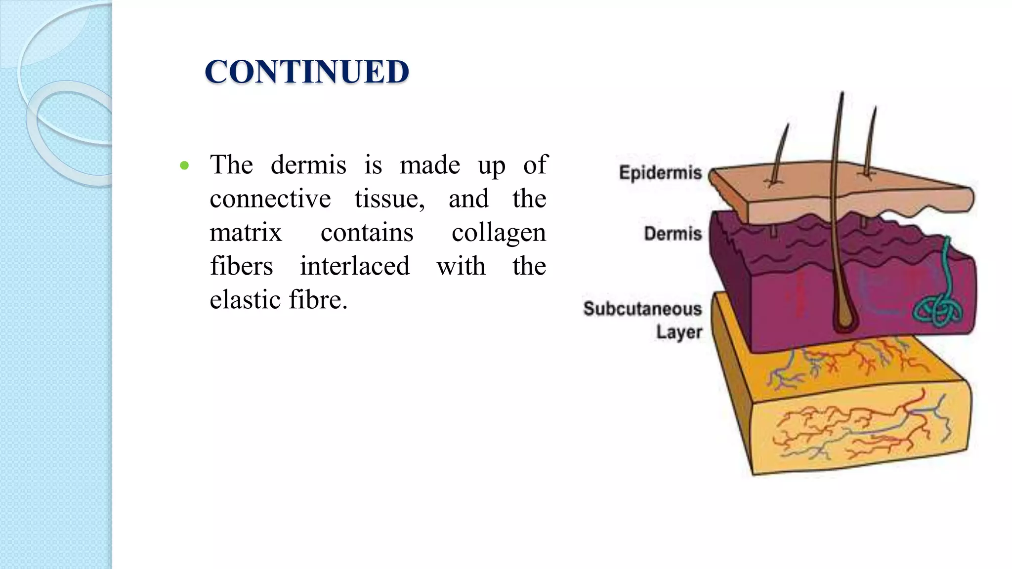 Anatomy and physiologyof skin | PPTX