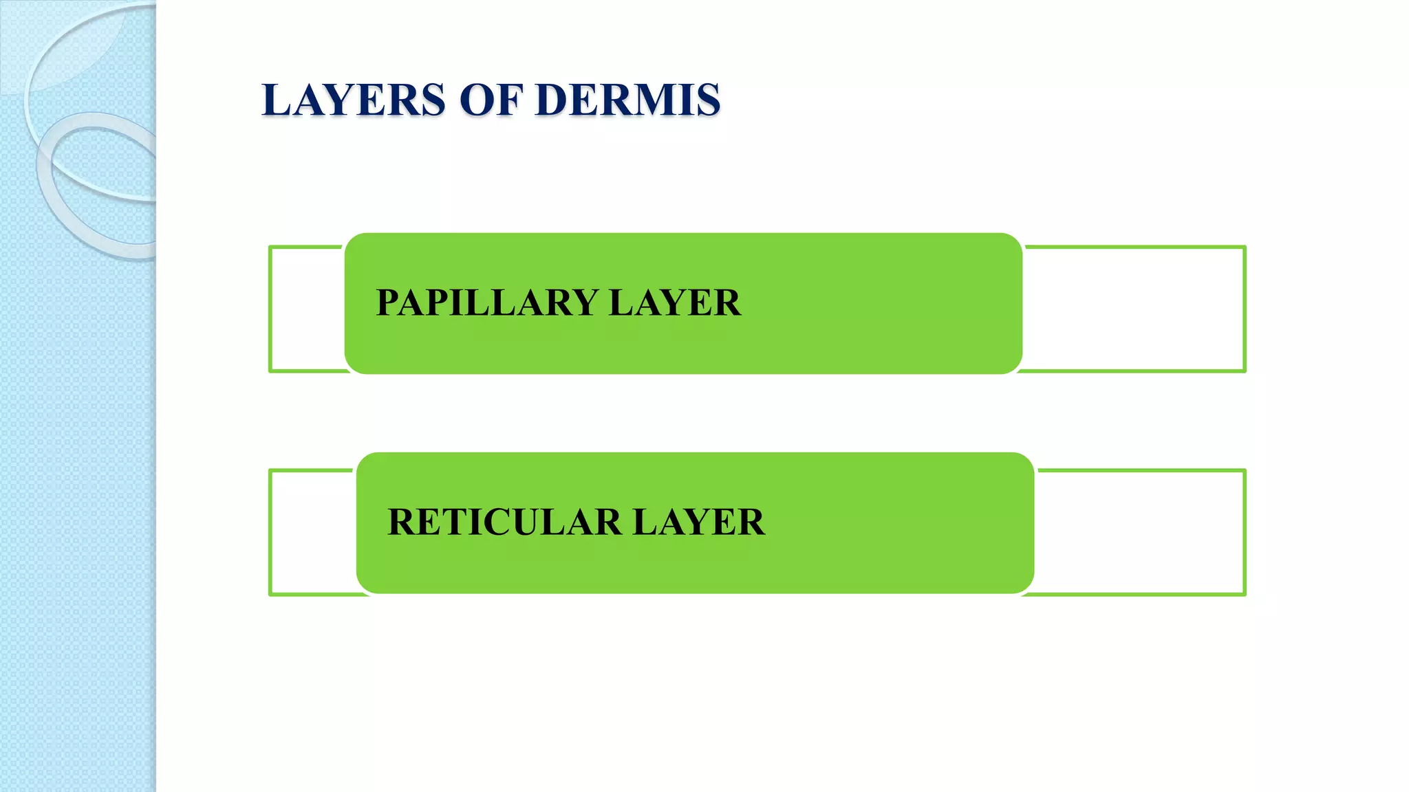 Anatomy and physiologyof skin | PPTX