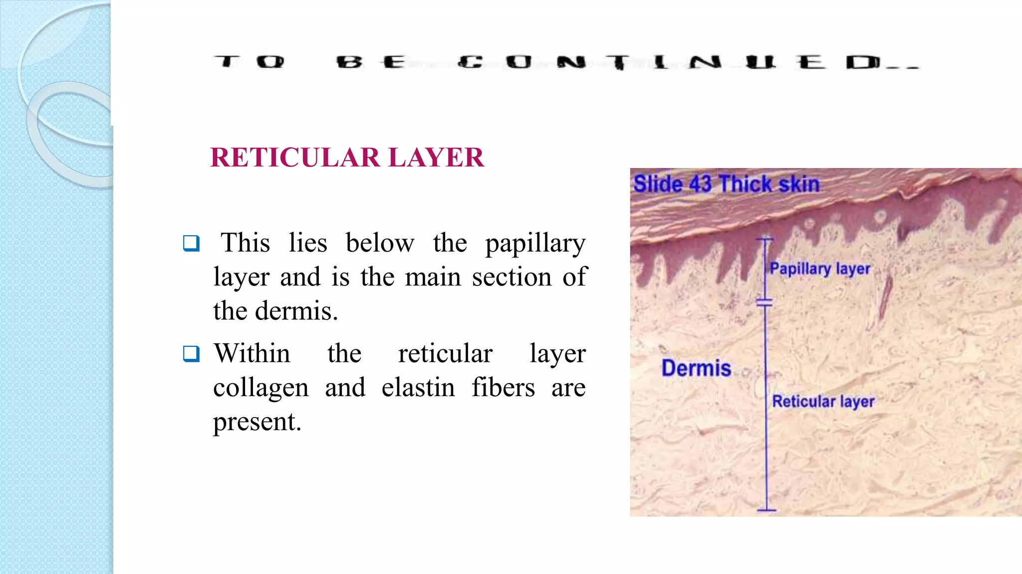 Anatomy and physiologyof skin | PPTX