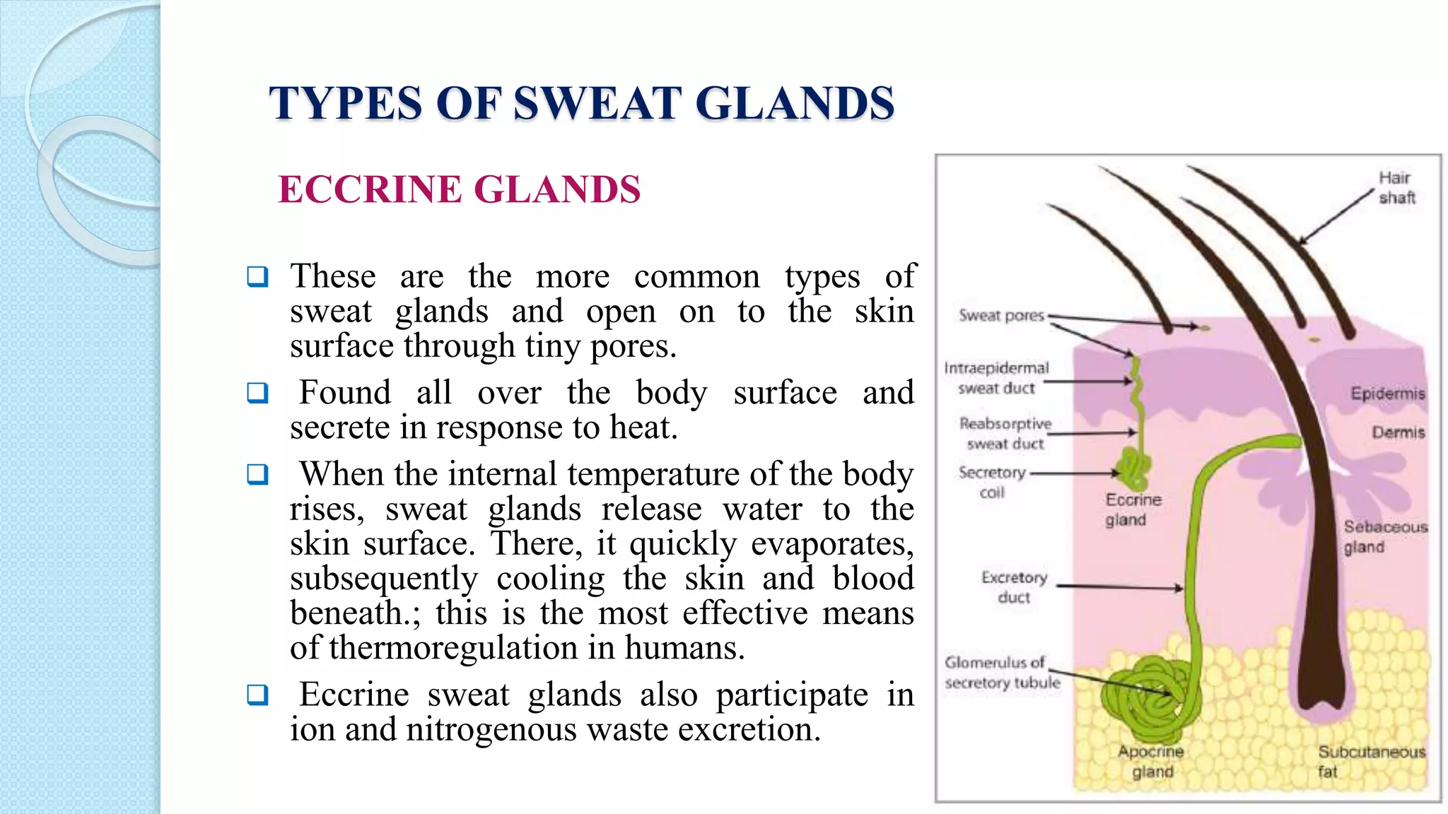 Anatomy and physiologyof skin | PPTX