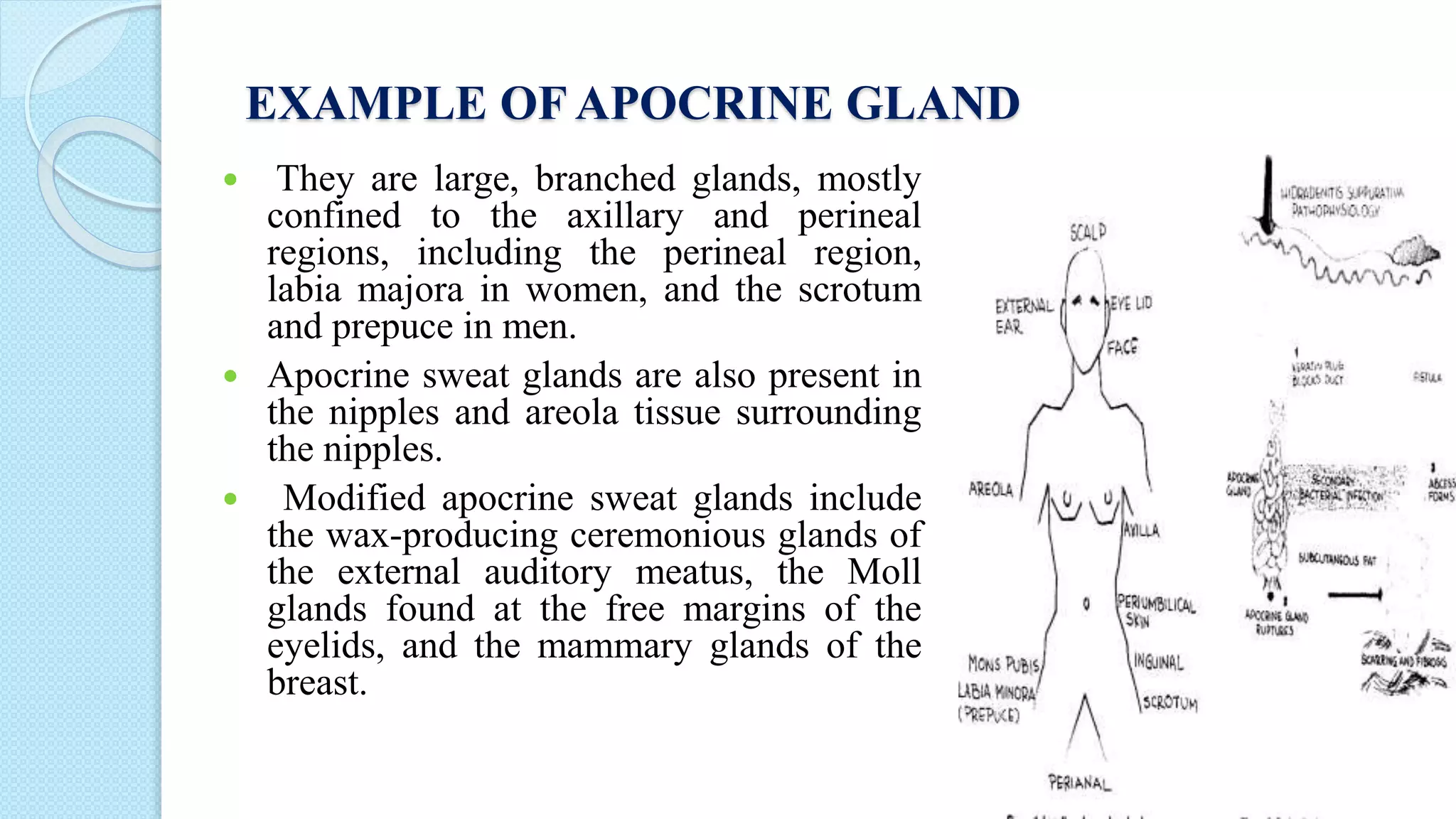 Anatomy and physiologyof skin | PPTX