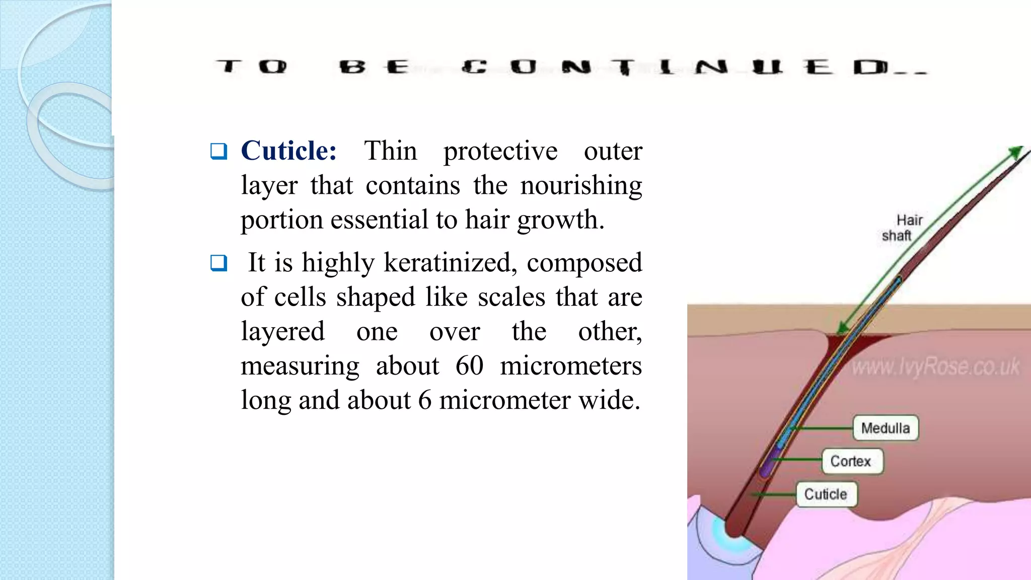 Anatomy and physiologyof skin | PPTX