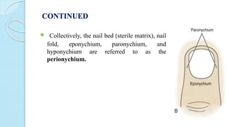 Anatomy and physiologyof skin | PPTX