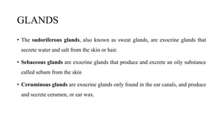 ANATOMY AND PHYSIOLOGY OF SKIN.pptx