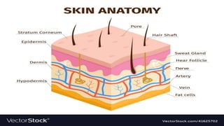 ANATOMY AND PHYSIOLOGY OF SKIN.pptx