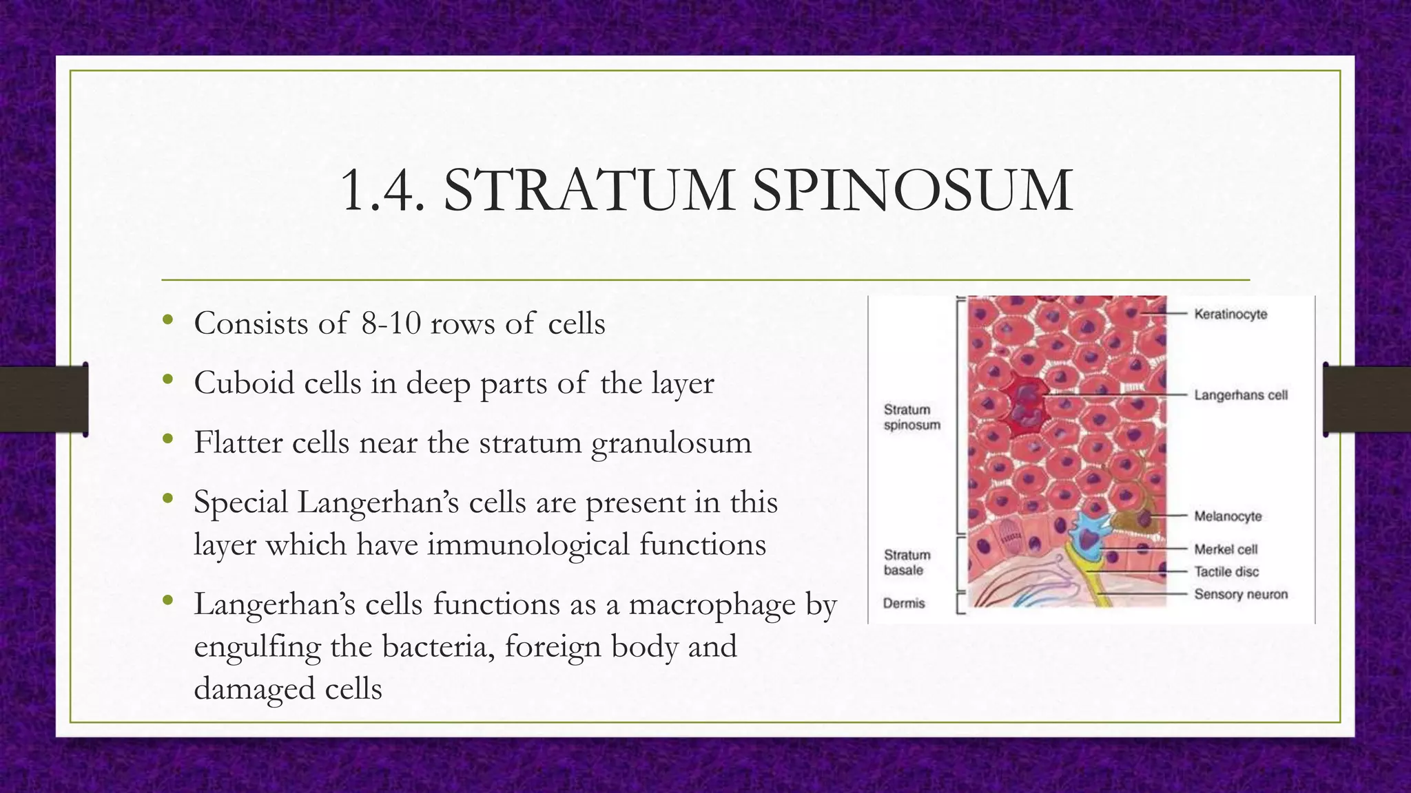 ANATOMY AND PHYSIOLOGY OF SKIN.pptx