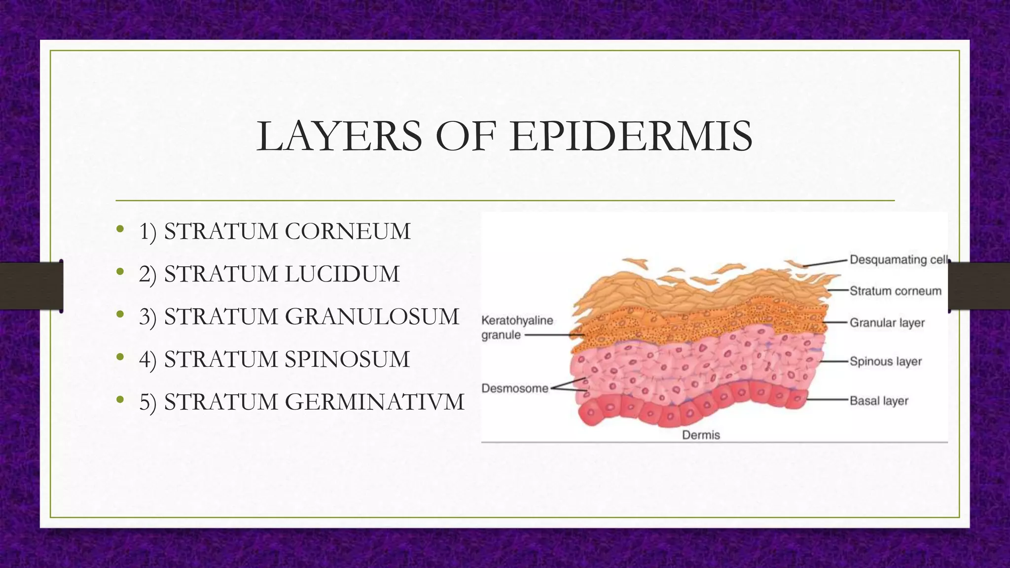 ANATOMY AND PHYSIOLOGY OF SKIN.pptx