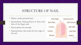 ANATOMY AND PHYSIOLOGY OF SKIN.pptx