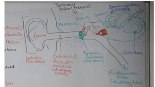 ANATOMY AND PHYSIOLOGY OF SPECIAL SENSES.pptx