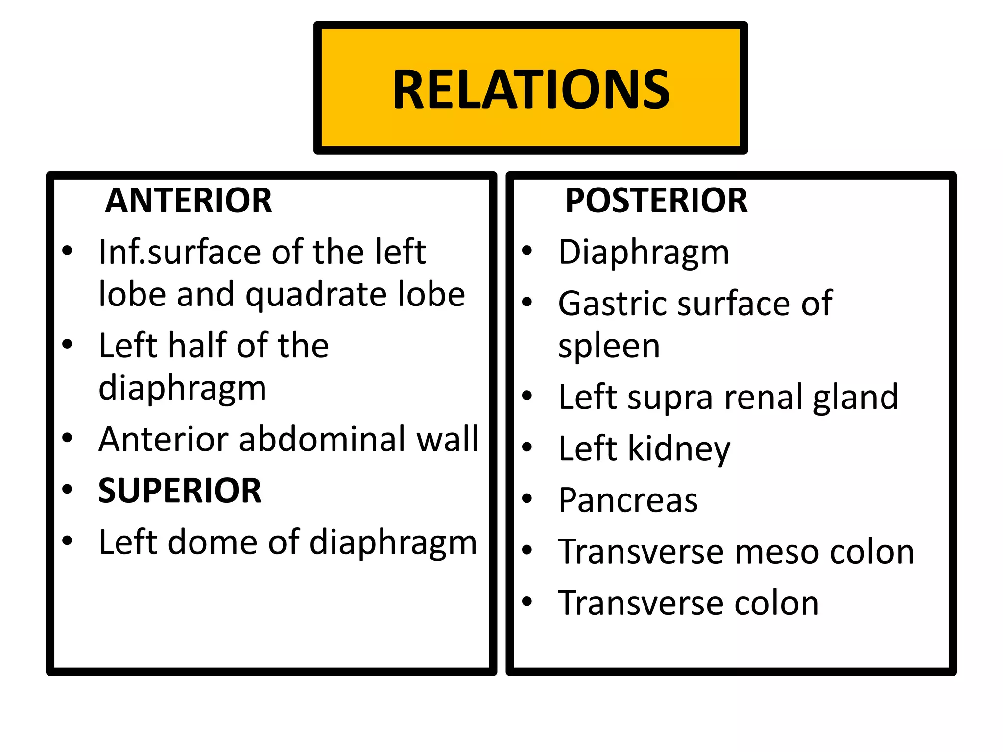 Anatomy and physiology of stomach and its interpretations | PPTX