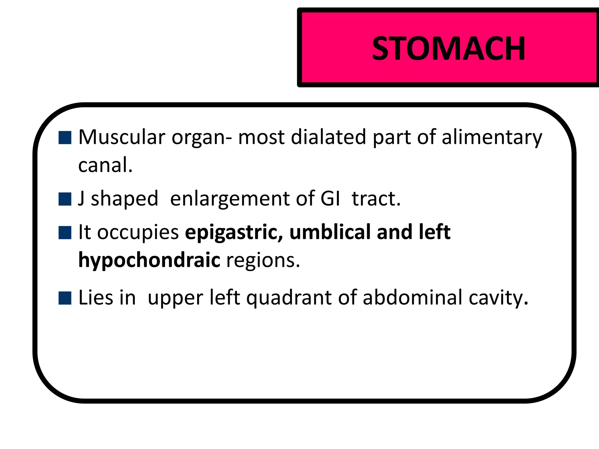 Anatomy and physiology of stomach and its interpretations | PPTX