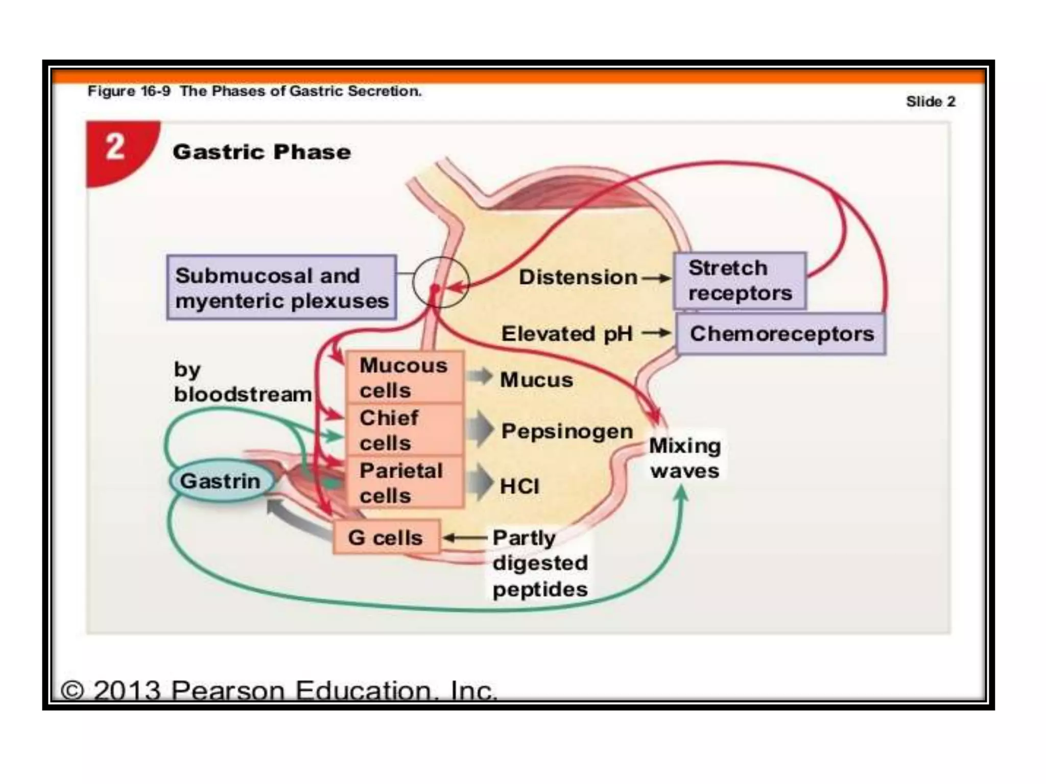 Anatomy and physiology of stomach and its interpretations | PPTX