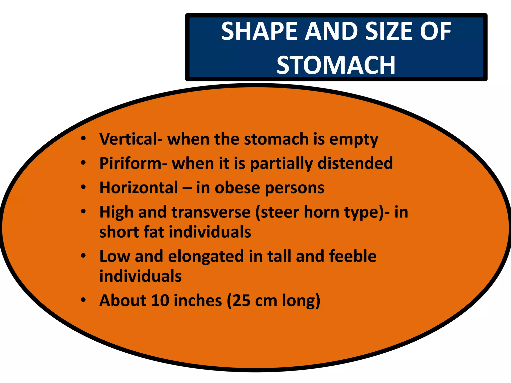 Anatomy and physiology of stomach and its interpretations | PPTX