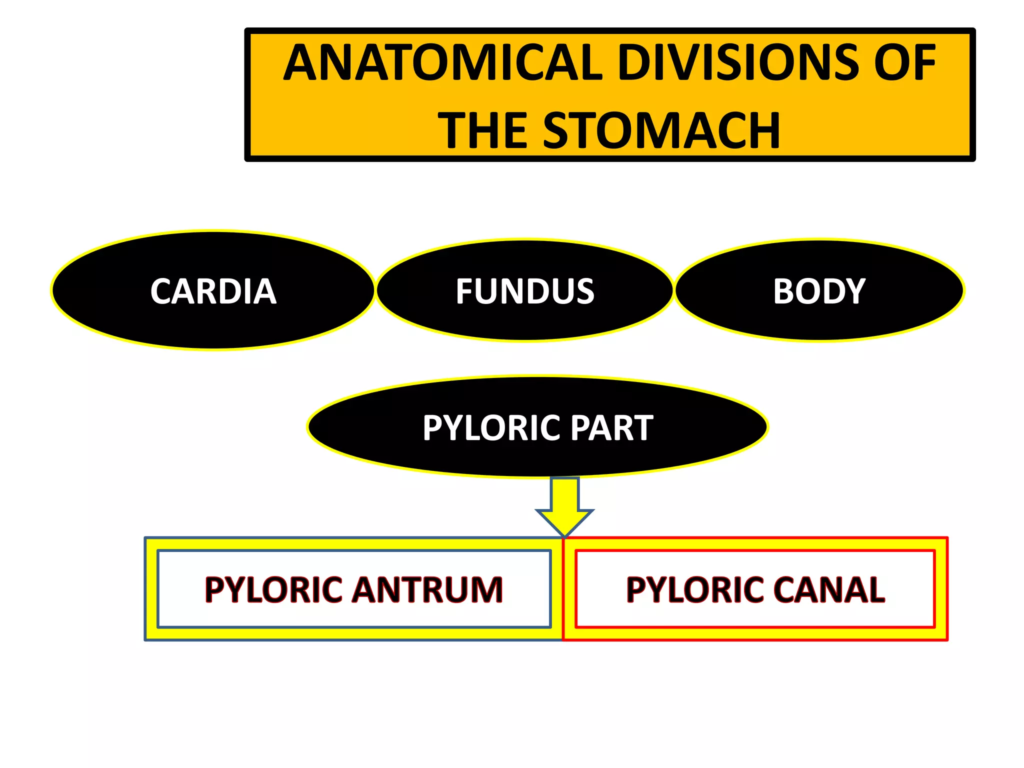 Anatomy and physiology of stomach and its interpretations | PPTX