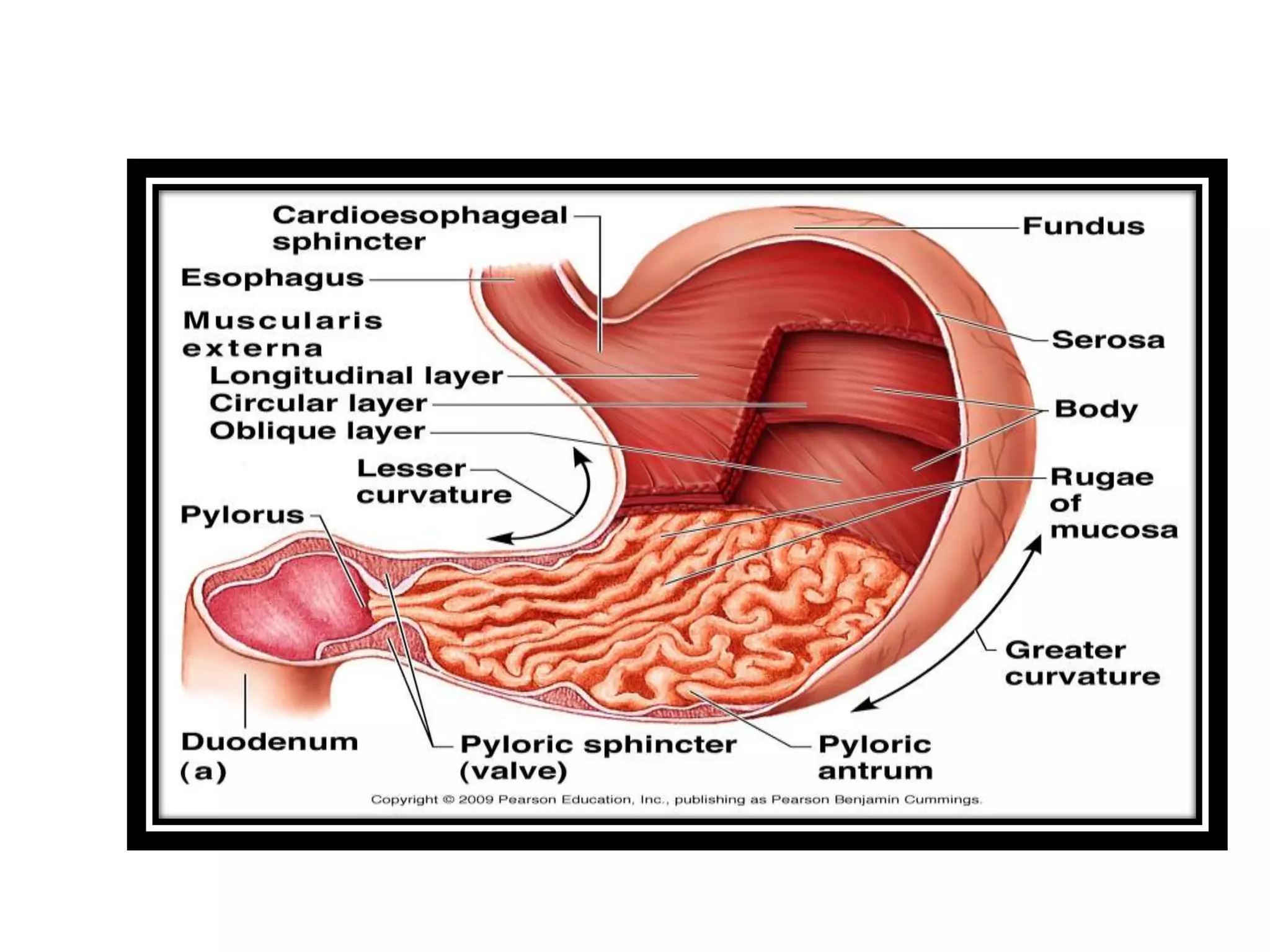 Anatomy and physiology of stomach and its interpretations | PPTX
