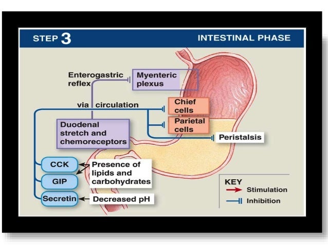 Anatomy and physiology of stomach and its interpretations