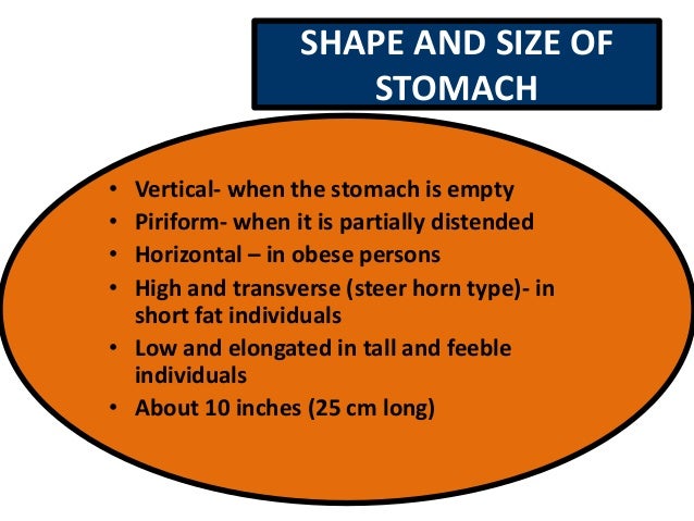 Anatomy and physiology of stomach and its interpretations