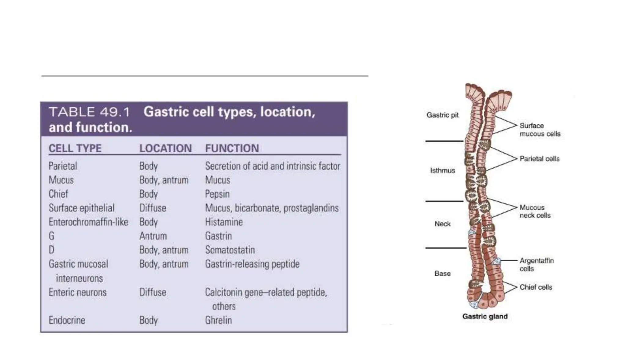 The Anatomy and physiology of stomach .pptx