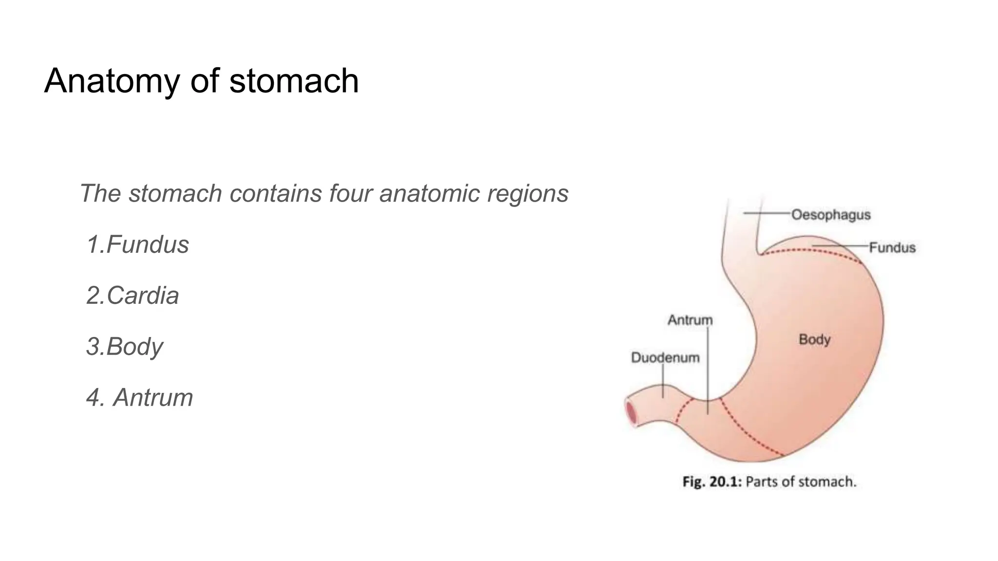 The Anatomy and physiology of stomach .pptx