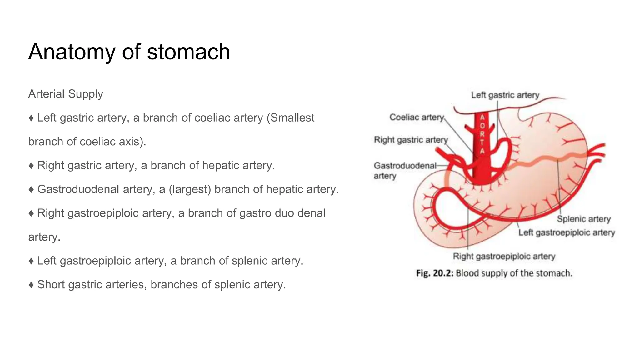 The Anatomy and physiology of stomach .pptx