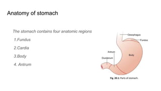 The Anatomy and physiology of stomach .pptx