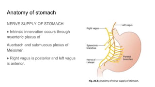 The Anatomy and physiology of stomach .pptx