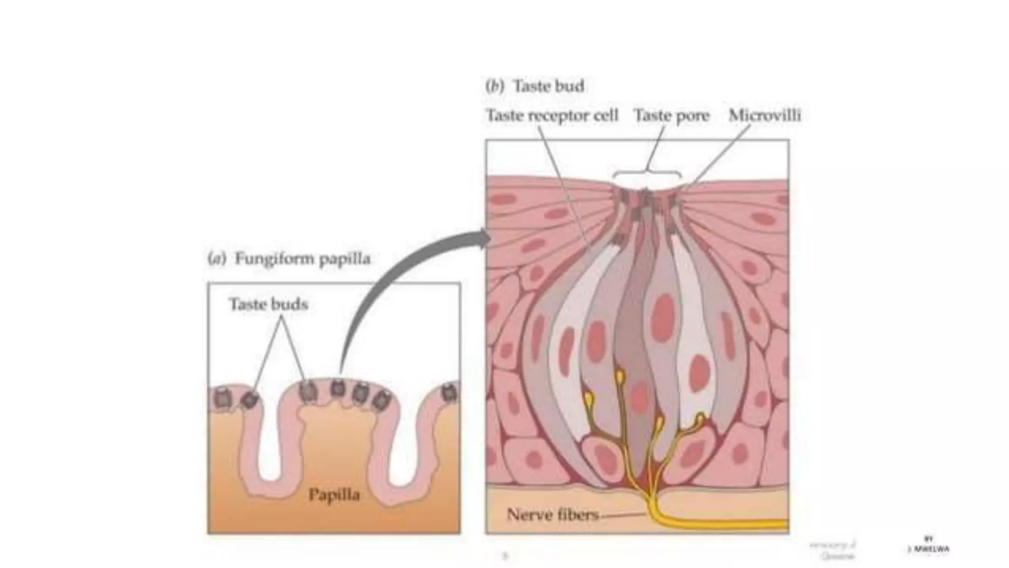 Anatomy and Physiology of Taste.pptx
