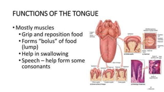 Anatomy and Physiology of Taste.pptx