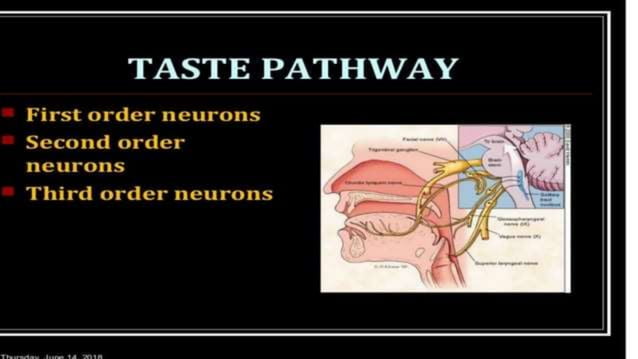 Anatomy and Physiology of Taste.pptx