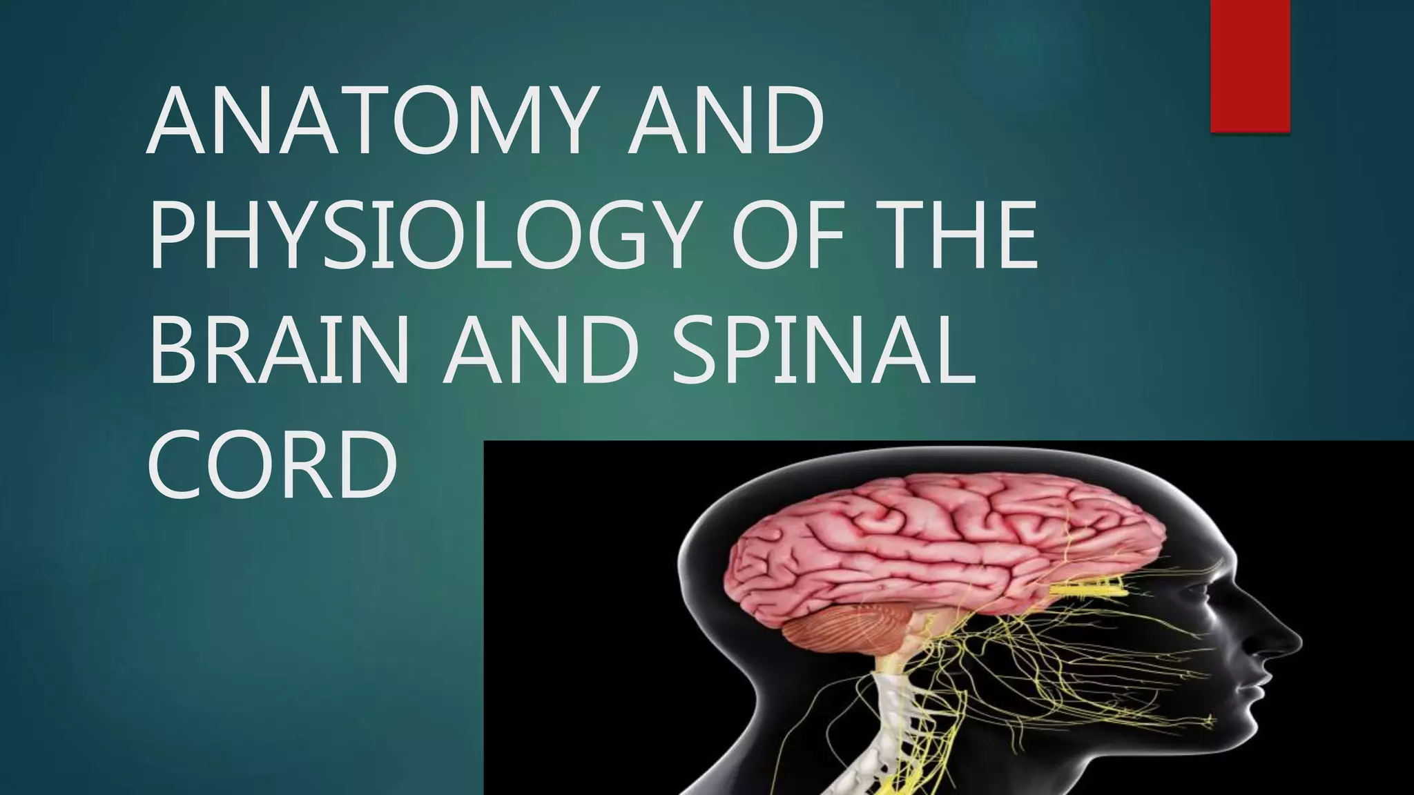 Anatomy Of The Brain Ppt