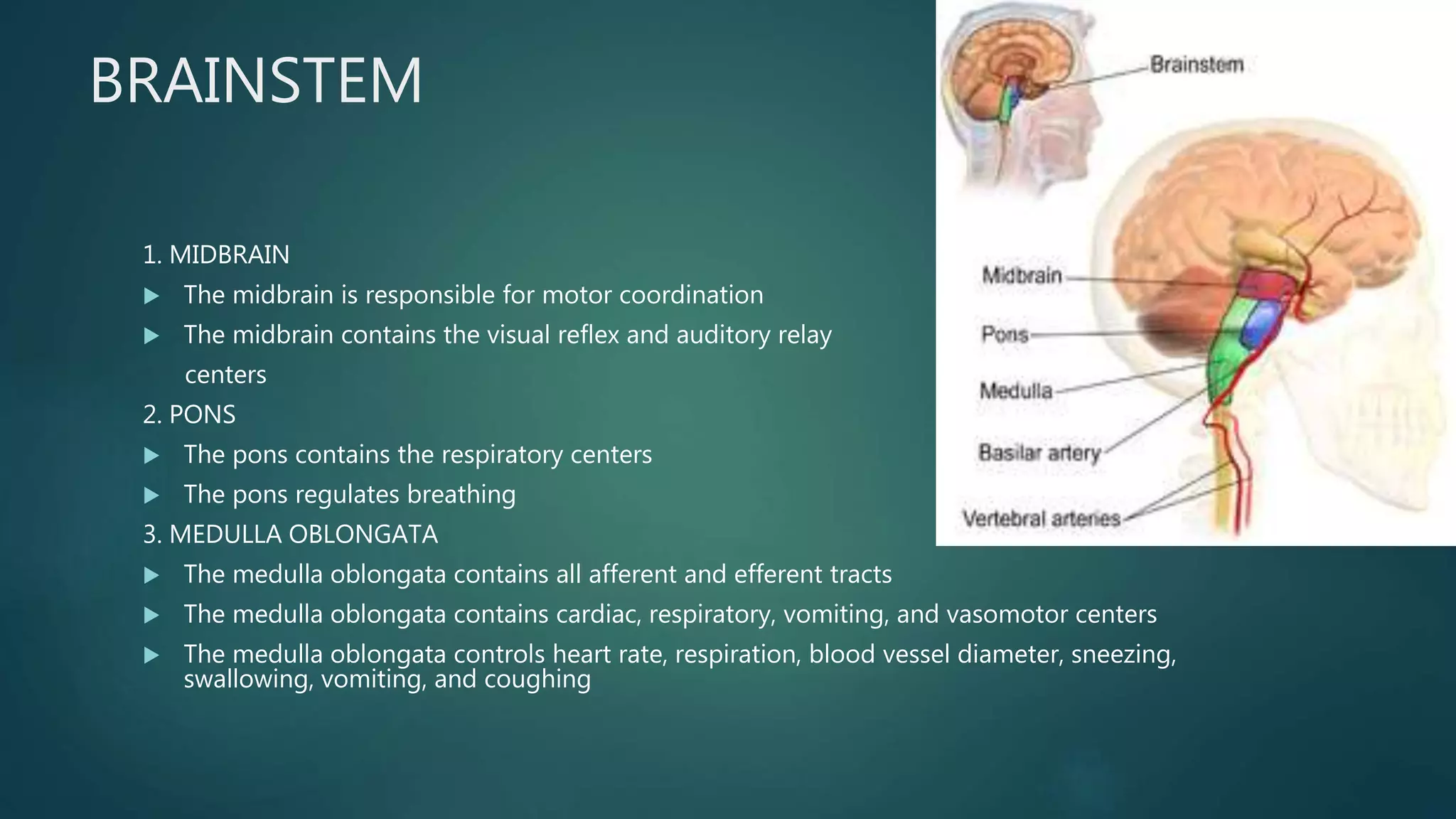 ANATOMY AND PHYSIOLOGY OF THE BRAIN AND SPINAL.pptx