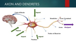 ANATOMY AND PHYSIOLOGY OF THE BRAIN AND SPINAL.pptx