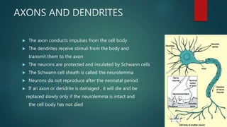 ANATOMY AND PHYSIOLOGY OF THE BRAIN AND SPINAL.pptx