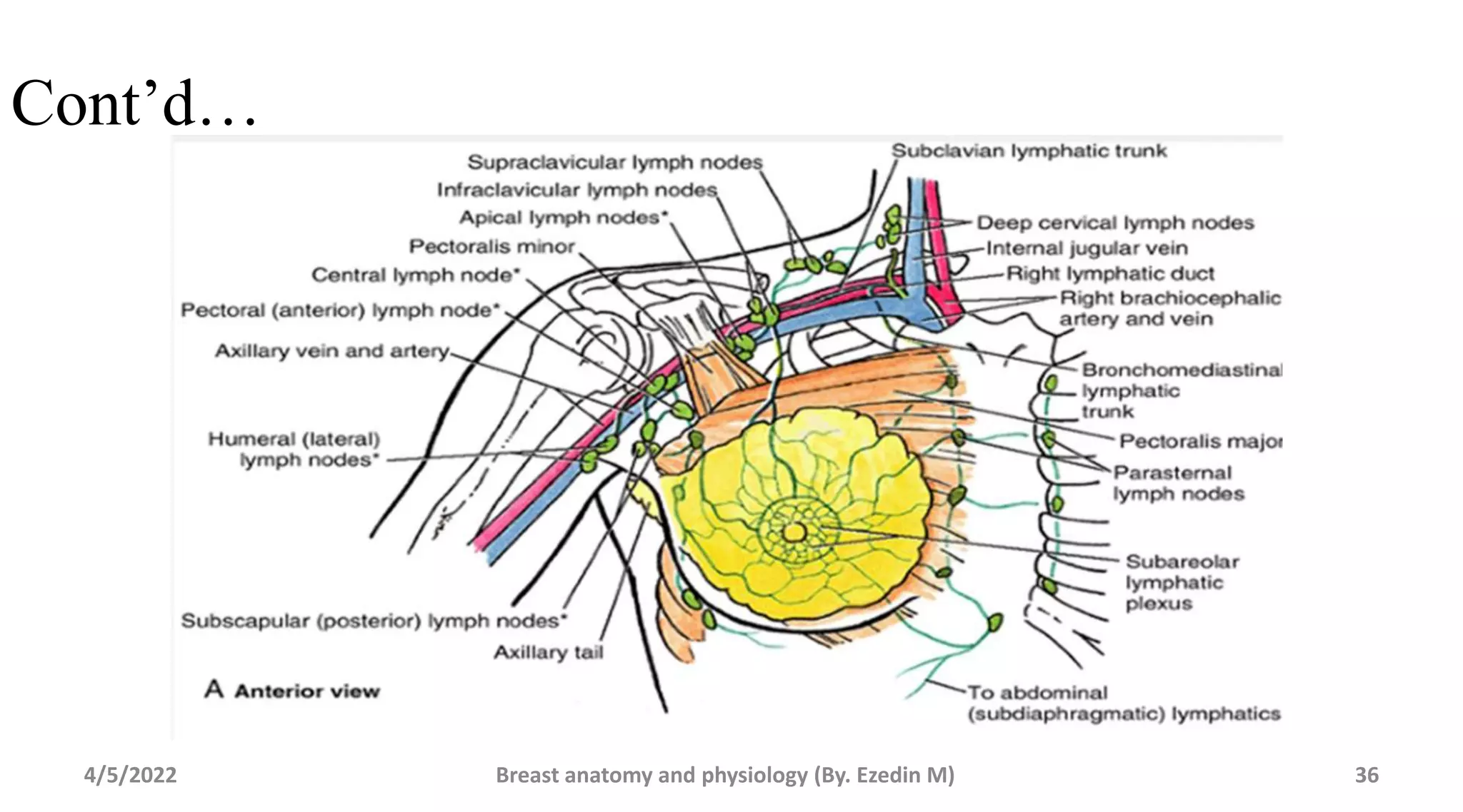 Anatomy and physiology of the breast | PPTX