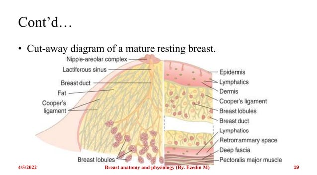 Anatomy and physiology of the breast | PPTX | Pregnancy | Reproductive ...
