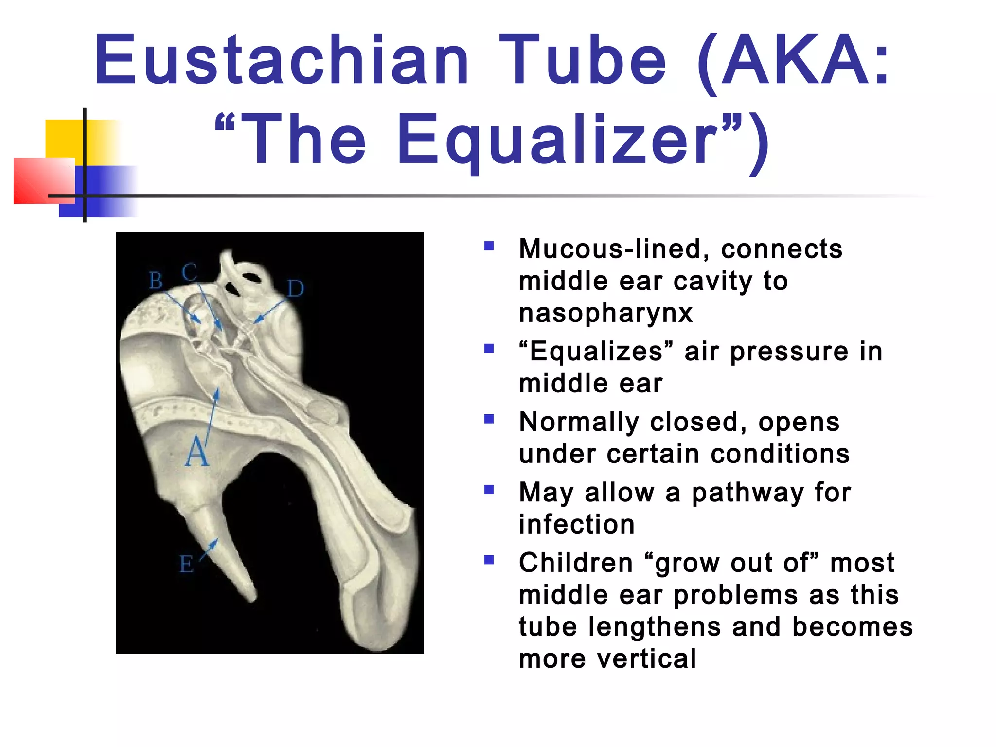 Anatomy and physiology of the ear | PPT