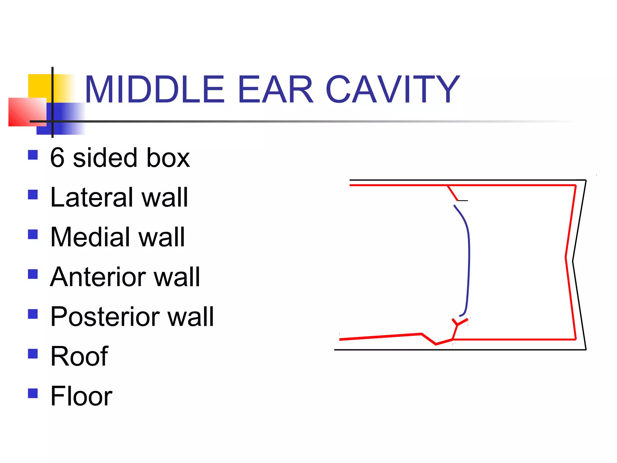 Anatomy and physiology of the ear | PPT