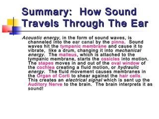 Anatomy and physiology of the ear | PPT