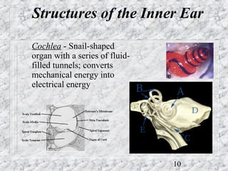 Anatomy and physiology_of_the_ear | PPT