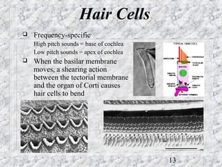 Anatomy and physiology_of_the_ear | PPT