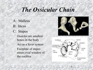Anatomy and physiology_of_the_ear | PPT