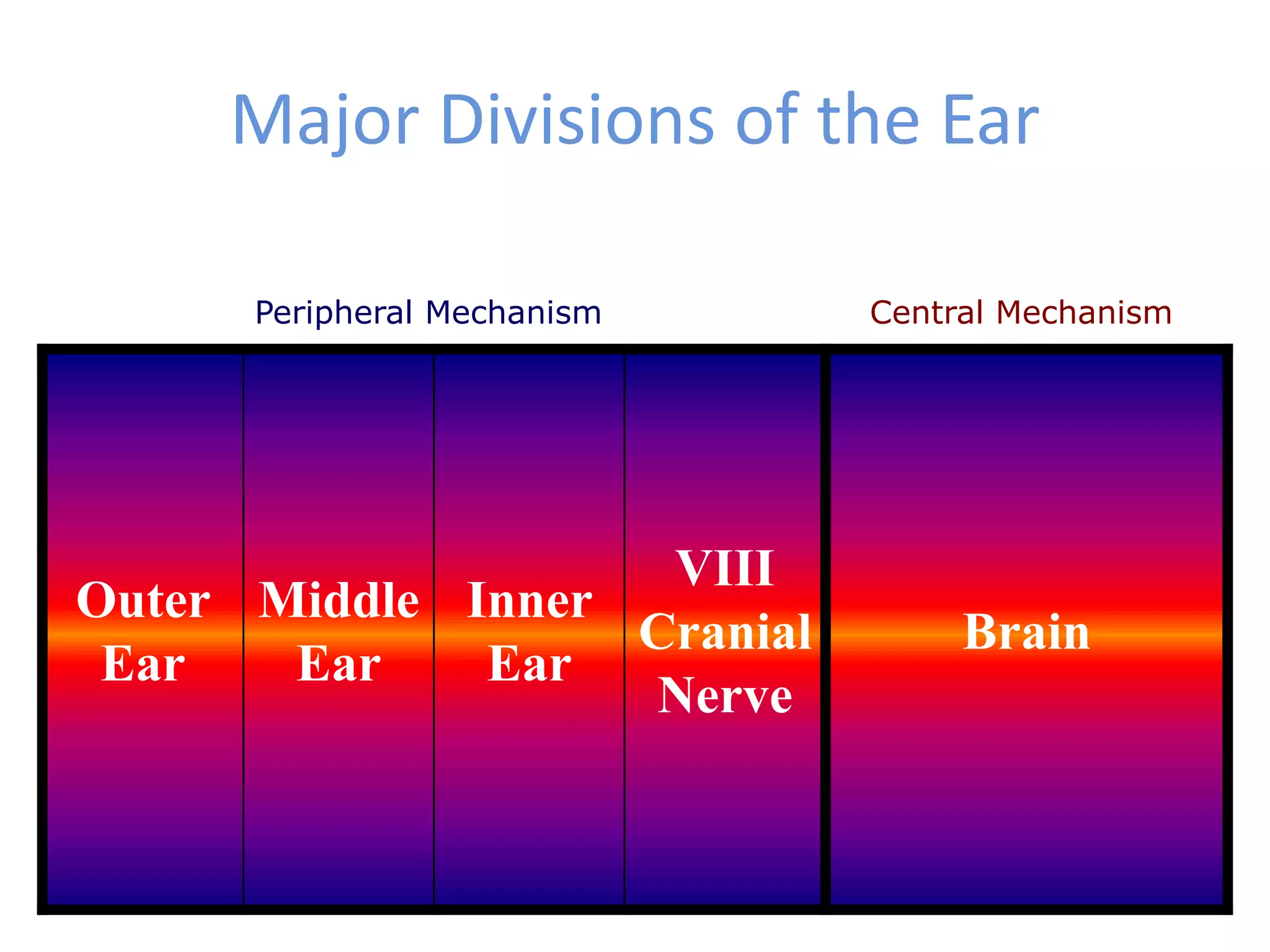 anatomy and physiology of the ear.ppt | Ear, Nose and Throat Conditions ...