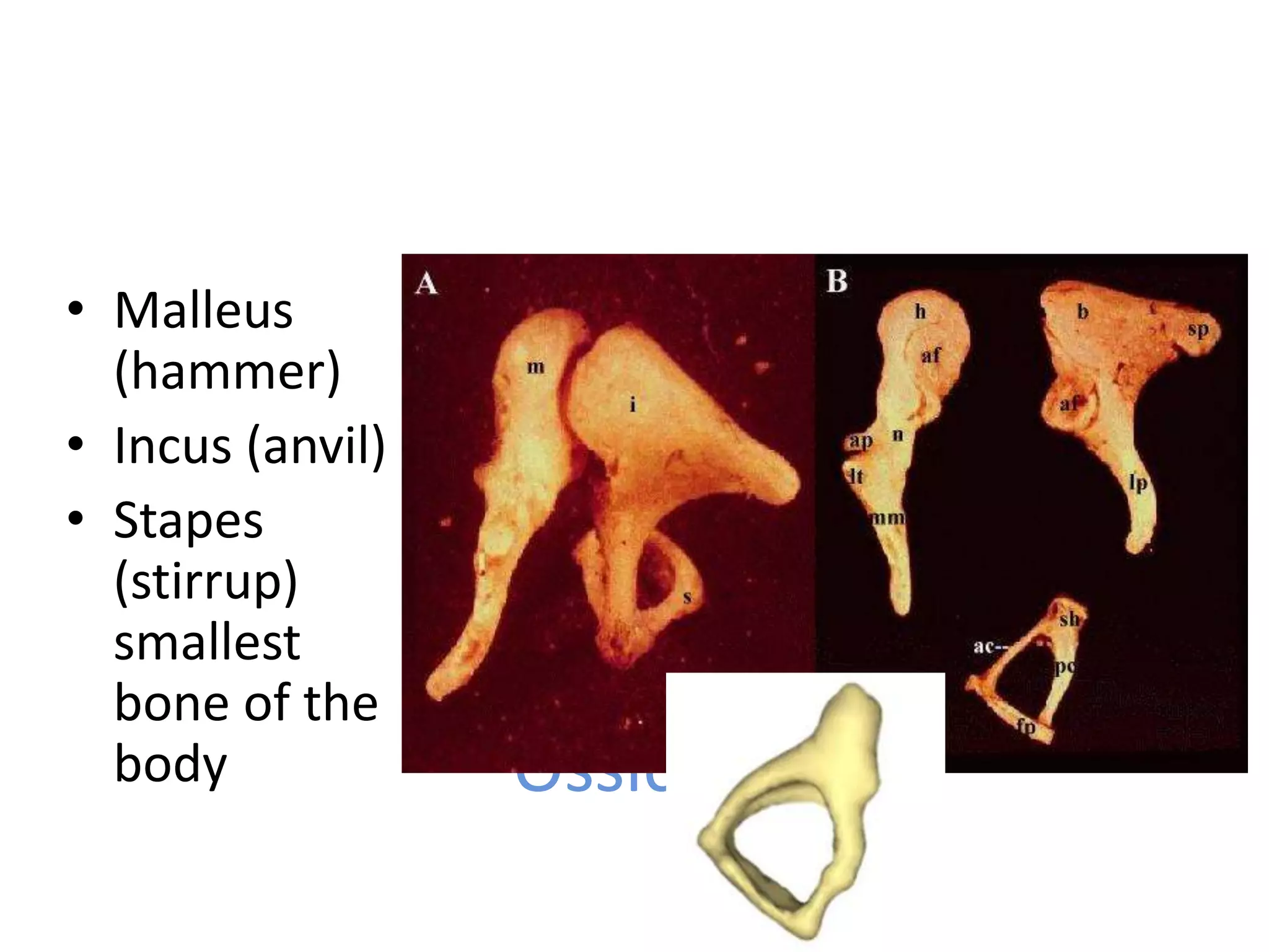 anatomy and physiology of the ear.ppt
