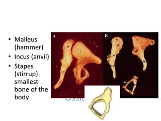 anatomy and physiology of the ear.ppt