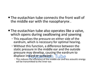 anatomy and physiology of the ear.ppt